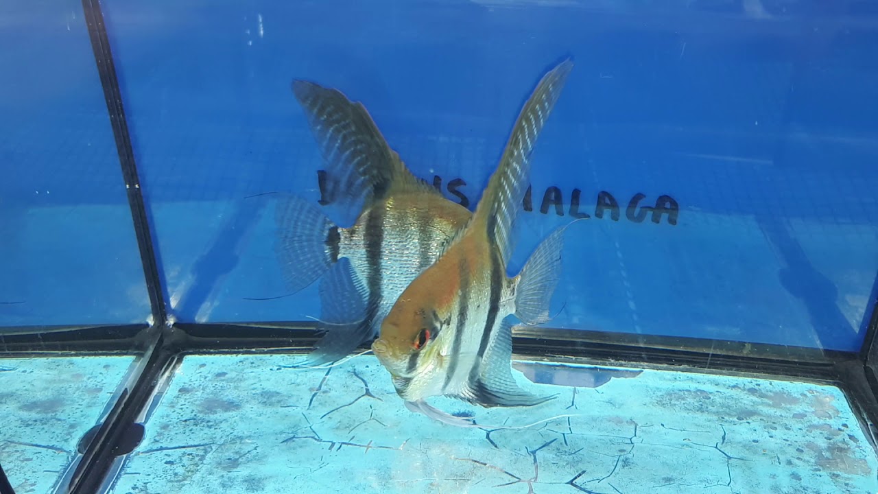 ( PAREJA ) Escalar Amapa red back - YouTube