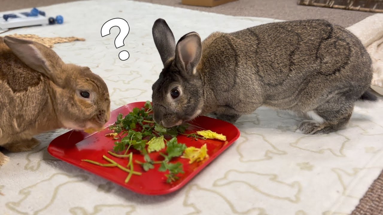 Most Frustrating Rabbit You'll See Today...😂🐰 - YouTube