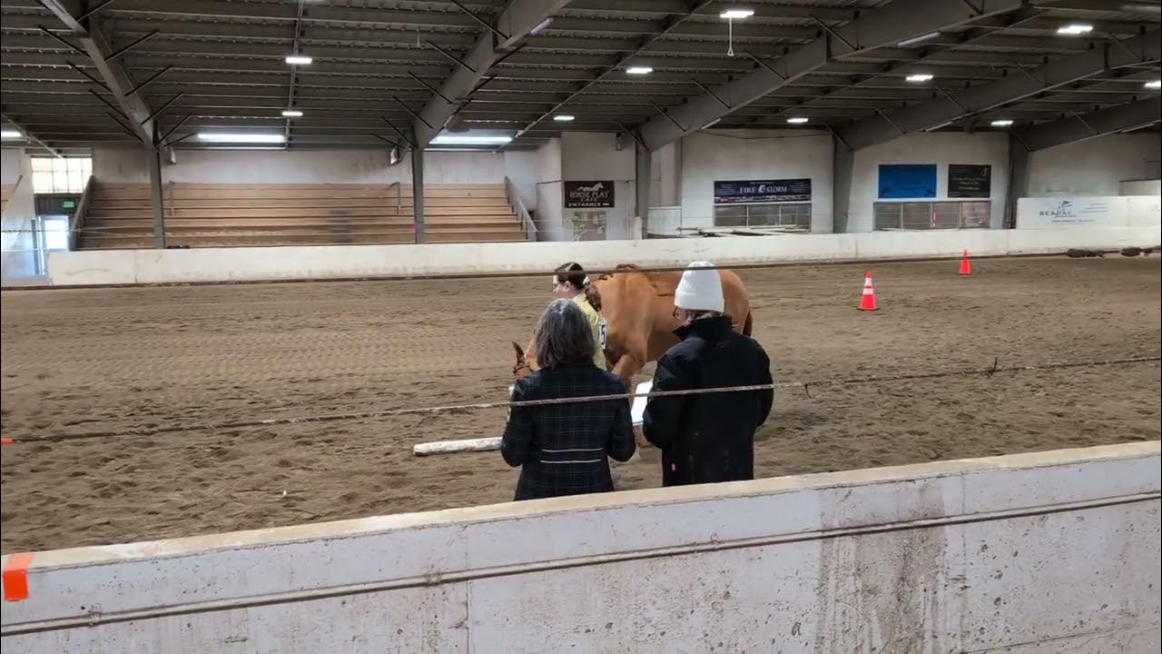 Sport Horse In Hand Arabian Geldings 1 yr & Older, CR Apollo, 73.0 ...