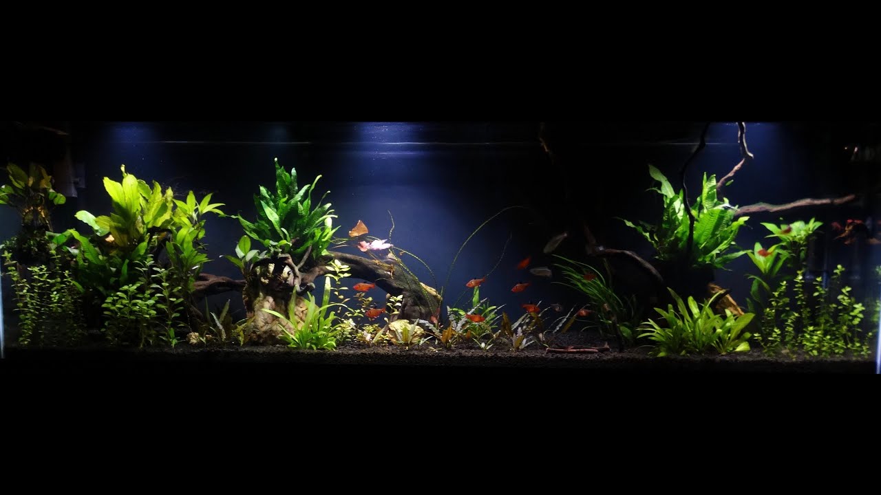 125 Gallon Planted Aquarium 2020 - YouTube