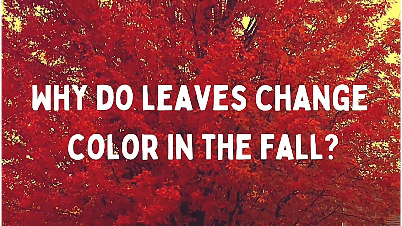 Why Do Leaves Change Color In The Fall YouTube why-do-leaves-change-color-in-the-fall-youtube
