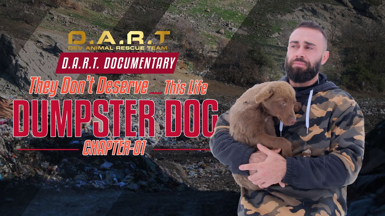 Dumpster Dogs: They Don’t Deserve This Life | DART Documentary - YouTube