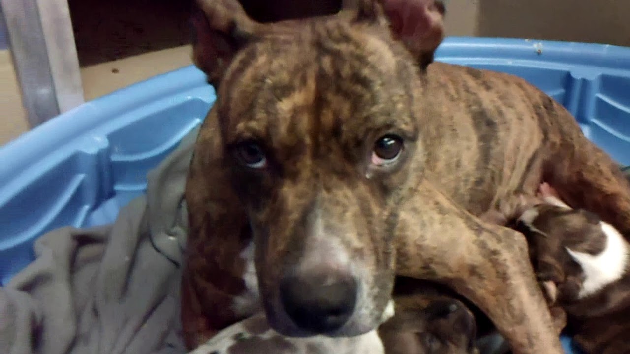 A810201, 06, 07, 09, 11, 13, & 14 Angela and her six puppies (2) - YouTube