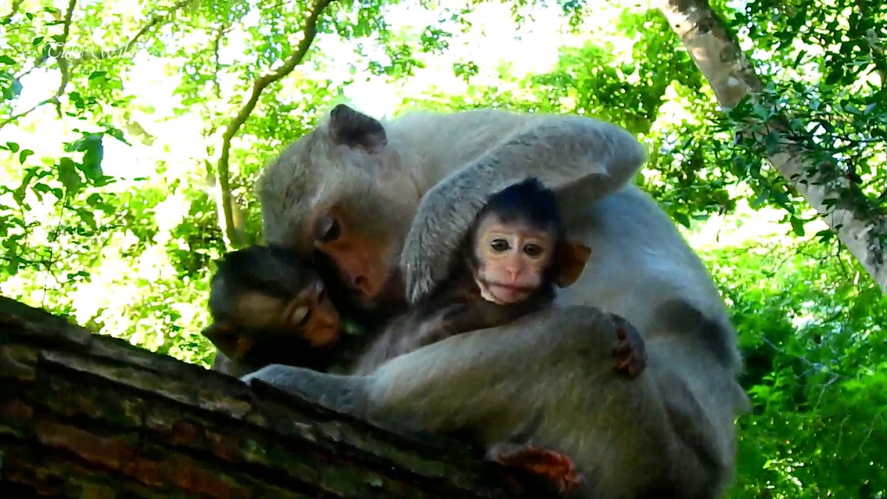 Oh! Baby Lizza going to Ava monkey mom to hug & comfort warmly then ...