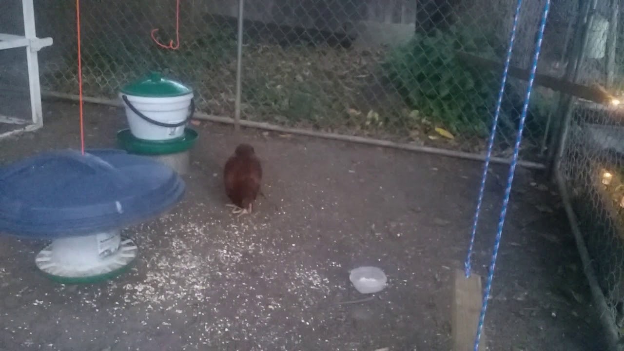 Our new chicken raptor - YouTube