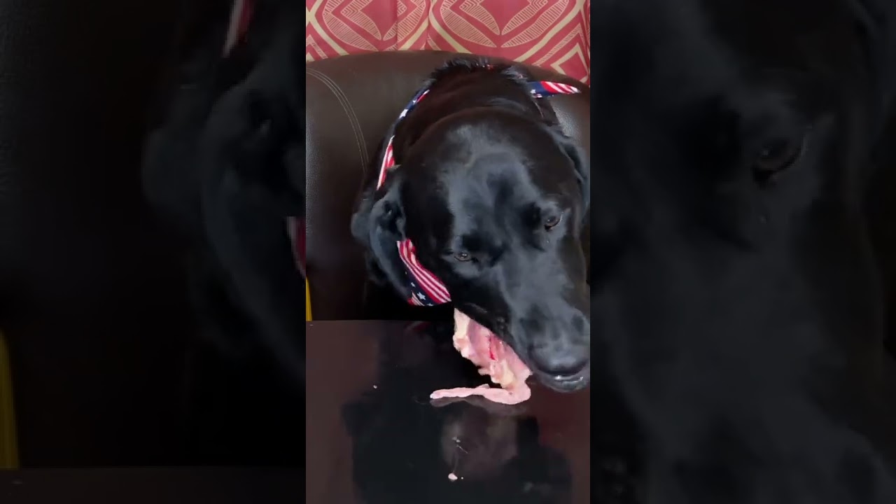 ASMR Dog 🥩 Raw Feeding Dogs asmr #shorts - YouTube