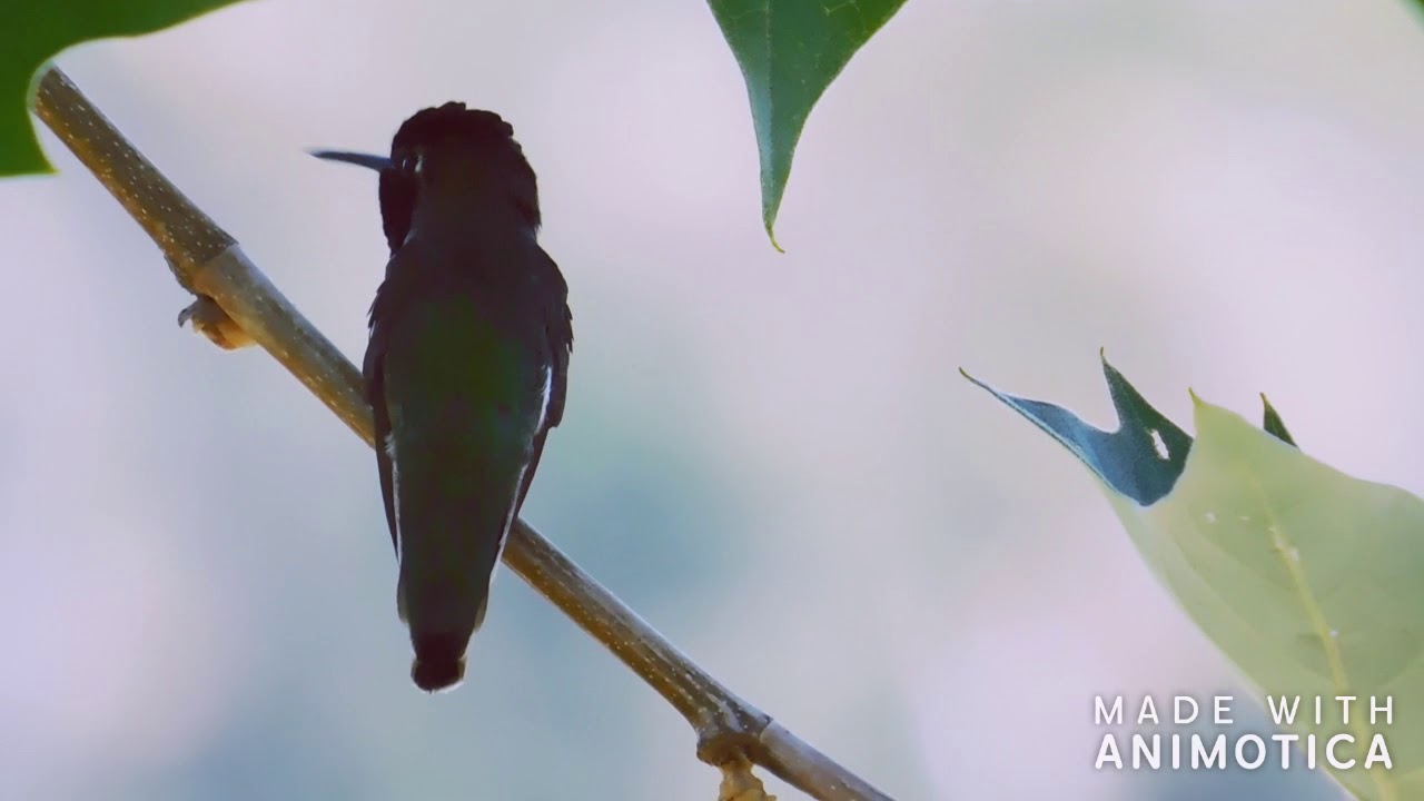 Male Anna's Hummingbird: Sounds - YouTube