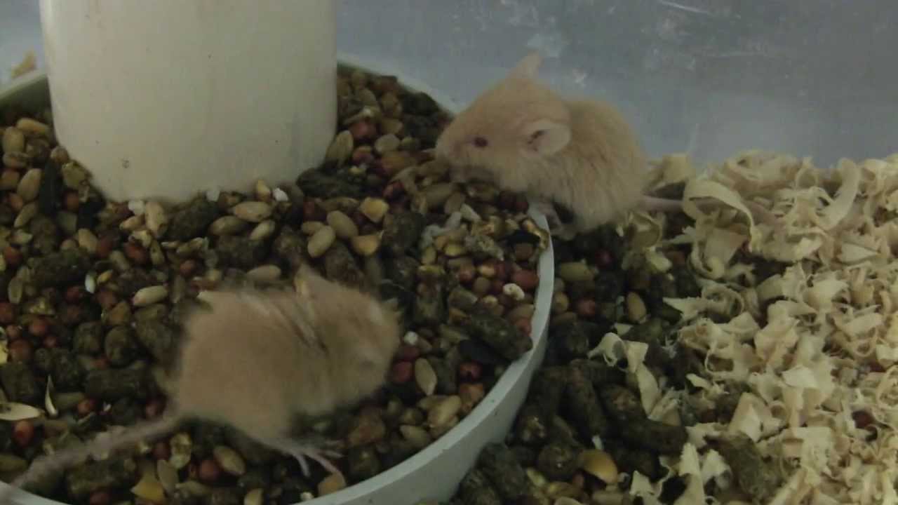 Orange Babies - Mice - YouTube