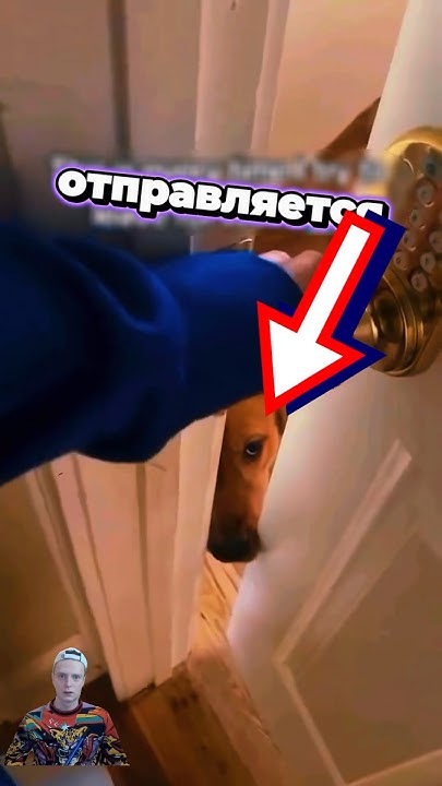 НЕ ХОЧЕТ ОТПУСКАТЬ НА РАБОТУ😊 шортс интересно животные Youtube