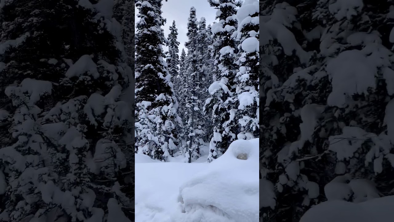 icy forests - YouTube