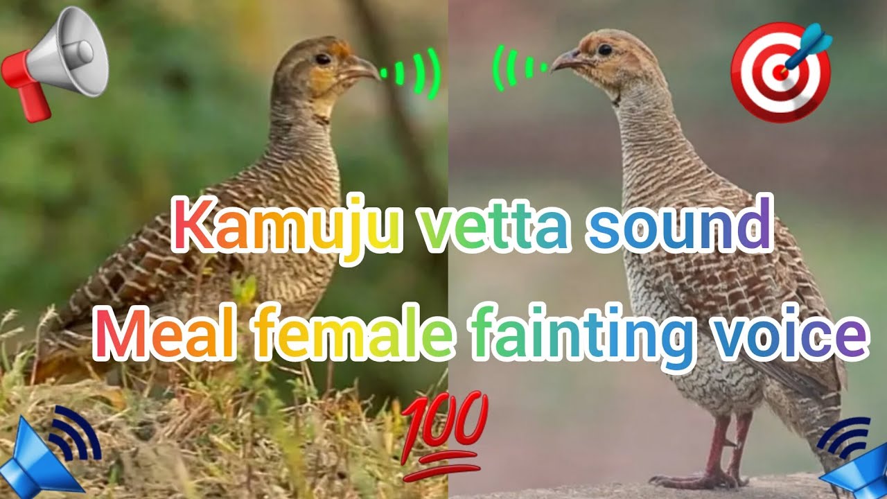 Jangle desi teetar ki avaaz teetar ka fainting sound - YouTube