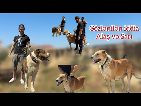 Ən İri Dişi İddiası! XL Dogs vs İtbazlar Azərbaycan | Qalib Kim Oldu?