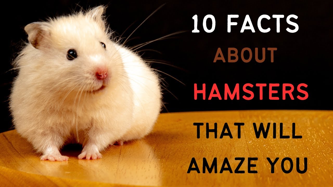 10 Surprising Facts About Hamsters YouTube 10-surprising-facts-about-hamsters-youtube