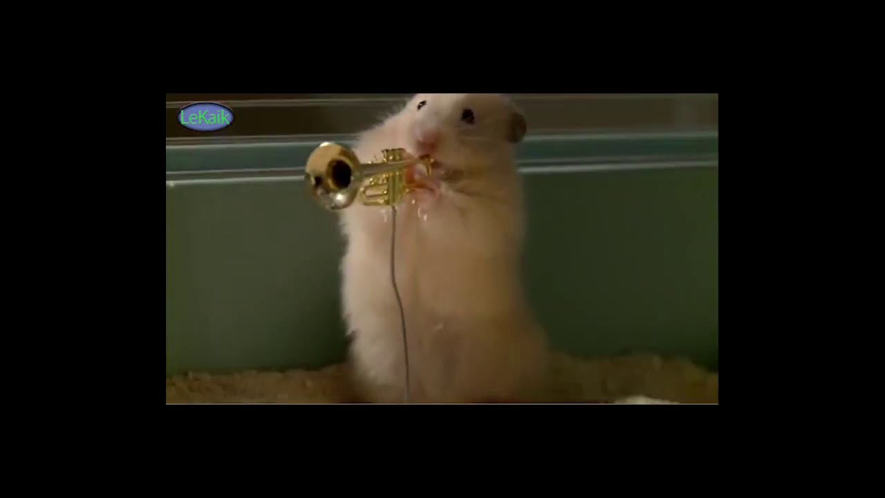 Hamster Whisper - YouTube