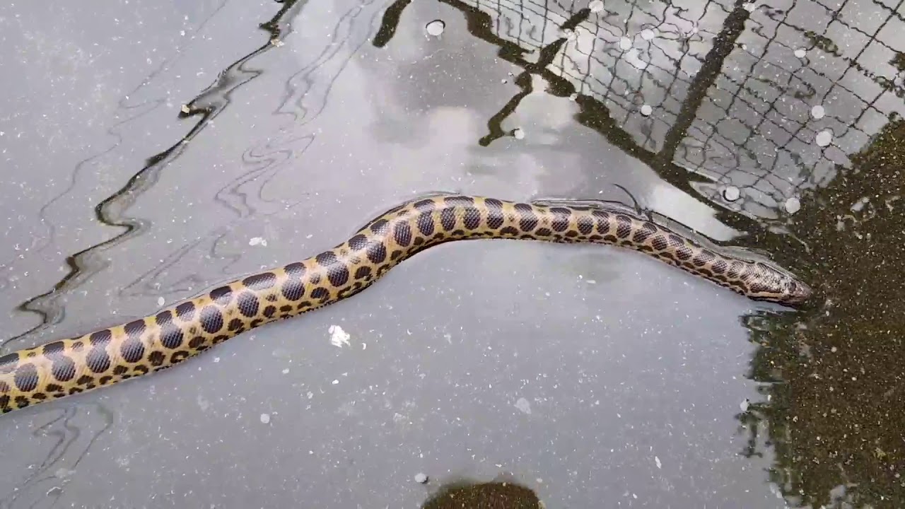 Hybrid Anaconda yellow X green - YouTube