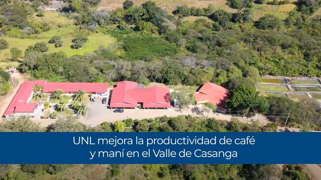 Mejoramos la productividad de café y maní en el valle de Casanga - YouTube