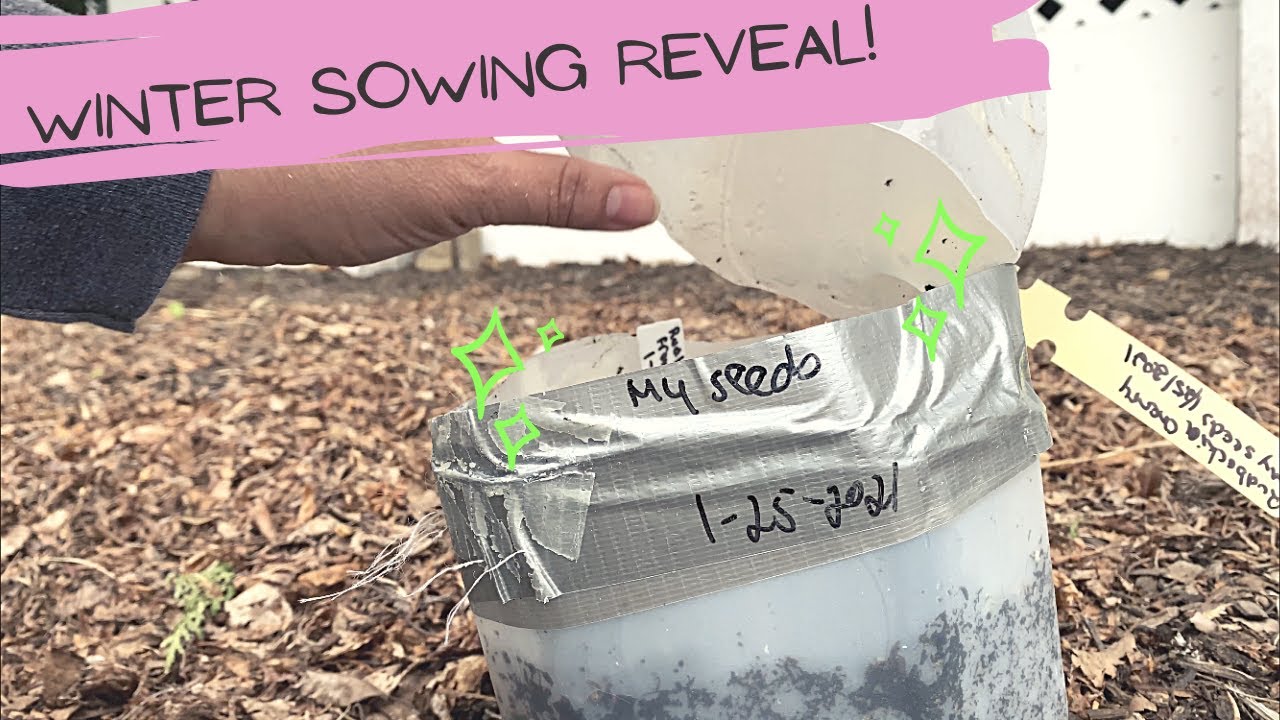 Winter Sowing Containers - REVEAL! - Flower Seeds - YouTube