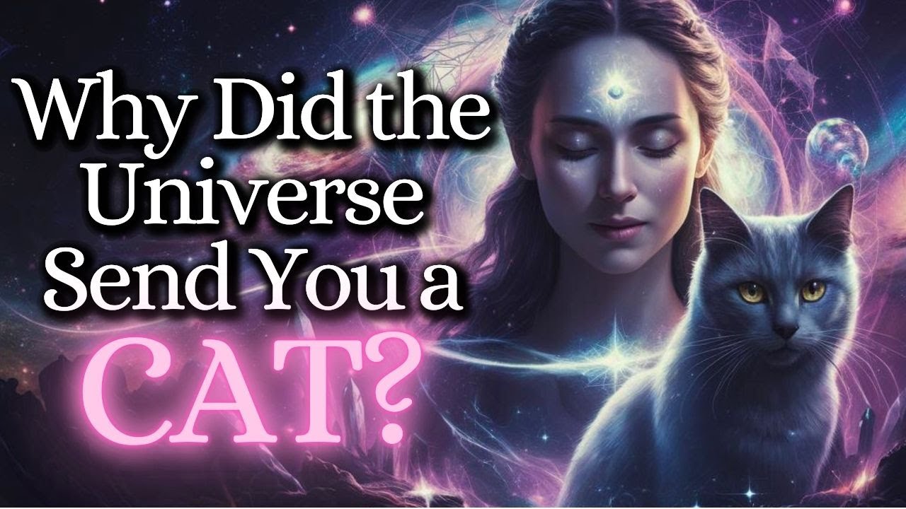 Surprising: Discover the SPIRITUALITY of Cats | Their Mission in Your ...