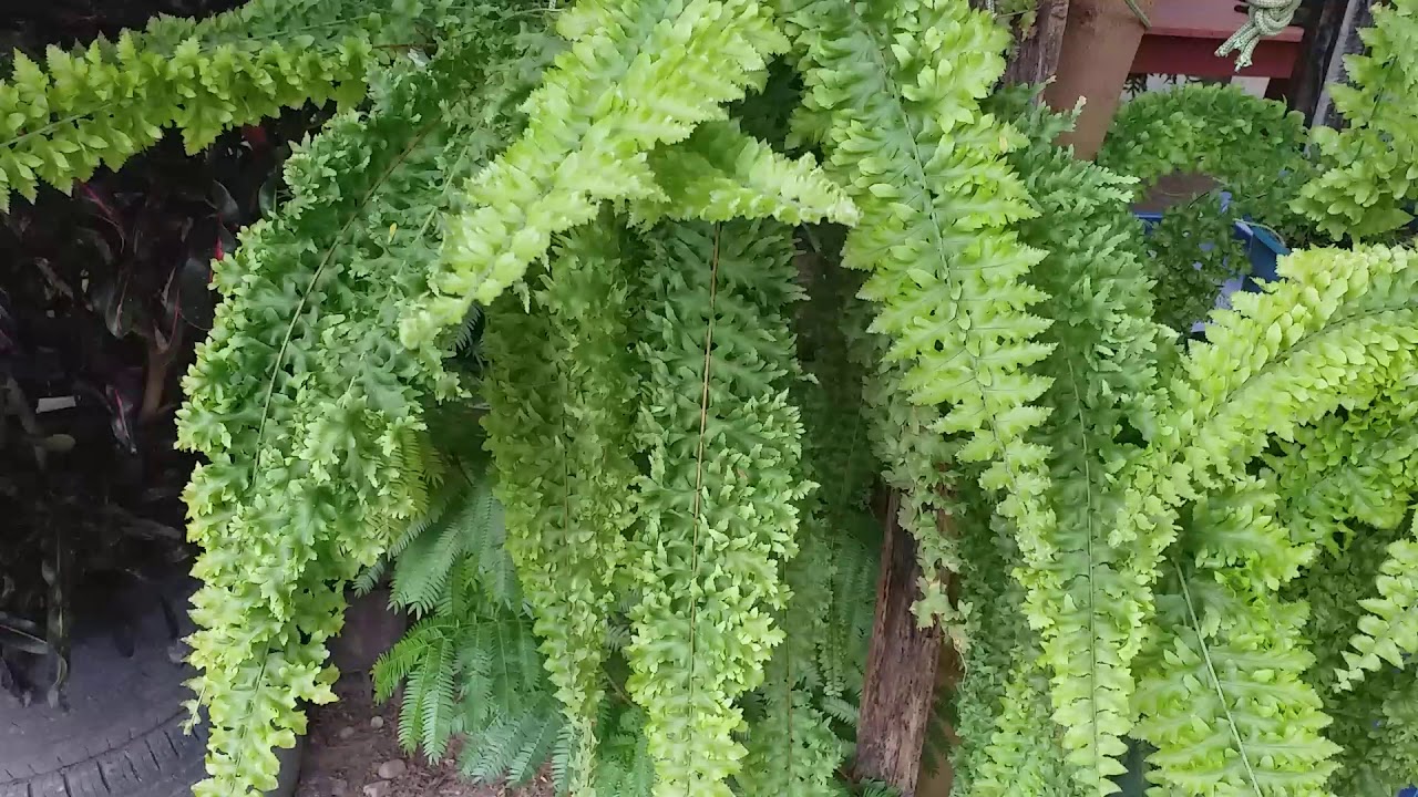 Samambaia Boston De fácil Cultivo!! - YouTube