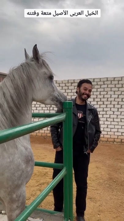الخيل العربى الأصيل رؤيتها متعه خالصه 🤍 ٦٠شو مع الدكتور حاتم ستين