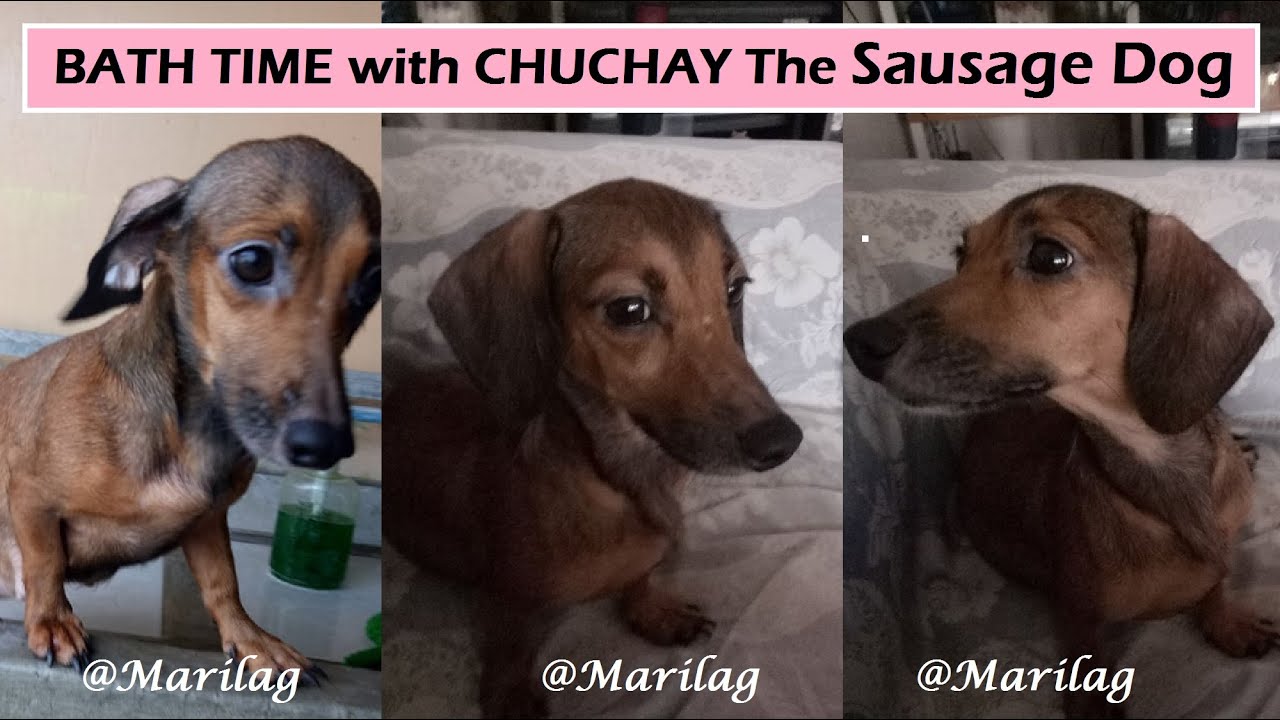 Bath Time for CHUCHAY The Sausage Dog | A Time In A Dachshund Life ...