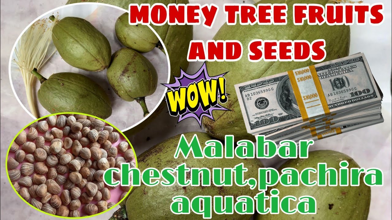 MALABAR CHESTNUT,PACHIRA AQUATICA|MONEY TREE FRUITS AND SEEDS|KINAKAIN ...