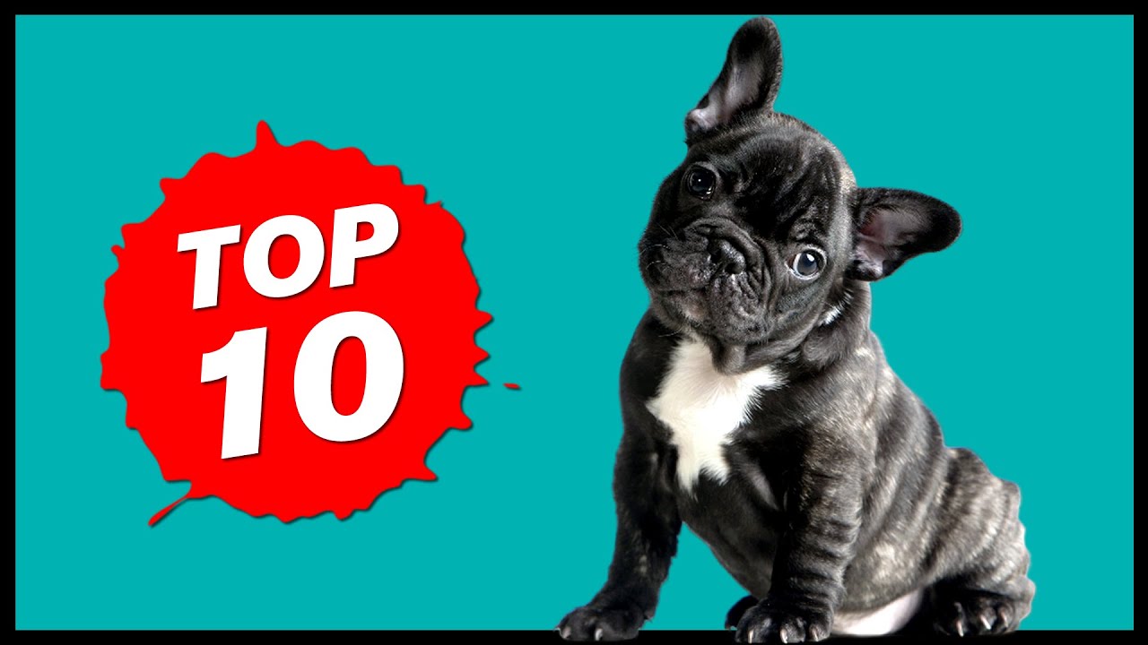 Top 10 Sounds To Excite Your DOG - YouTube