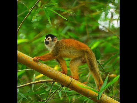 Costa Rican Wildlife The Squirrel Monkey - YouTube
