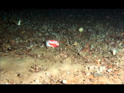 Impact of bottom-trawling on Arctic benthos by Michael Sswat.avi - YouTube