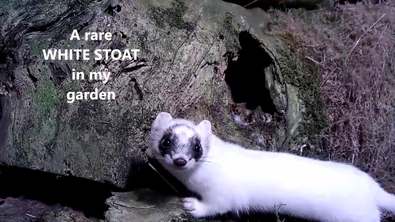 Bandita The White Stoat Discover Wildlife Robert E Fuller Youtube
