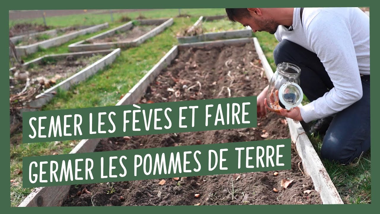 Semer les fèves et faire germer les pommes de terre - YouTube