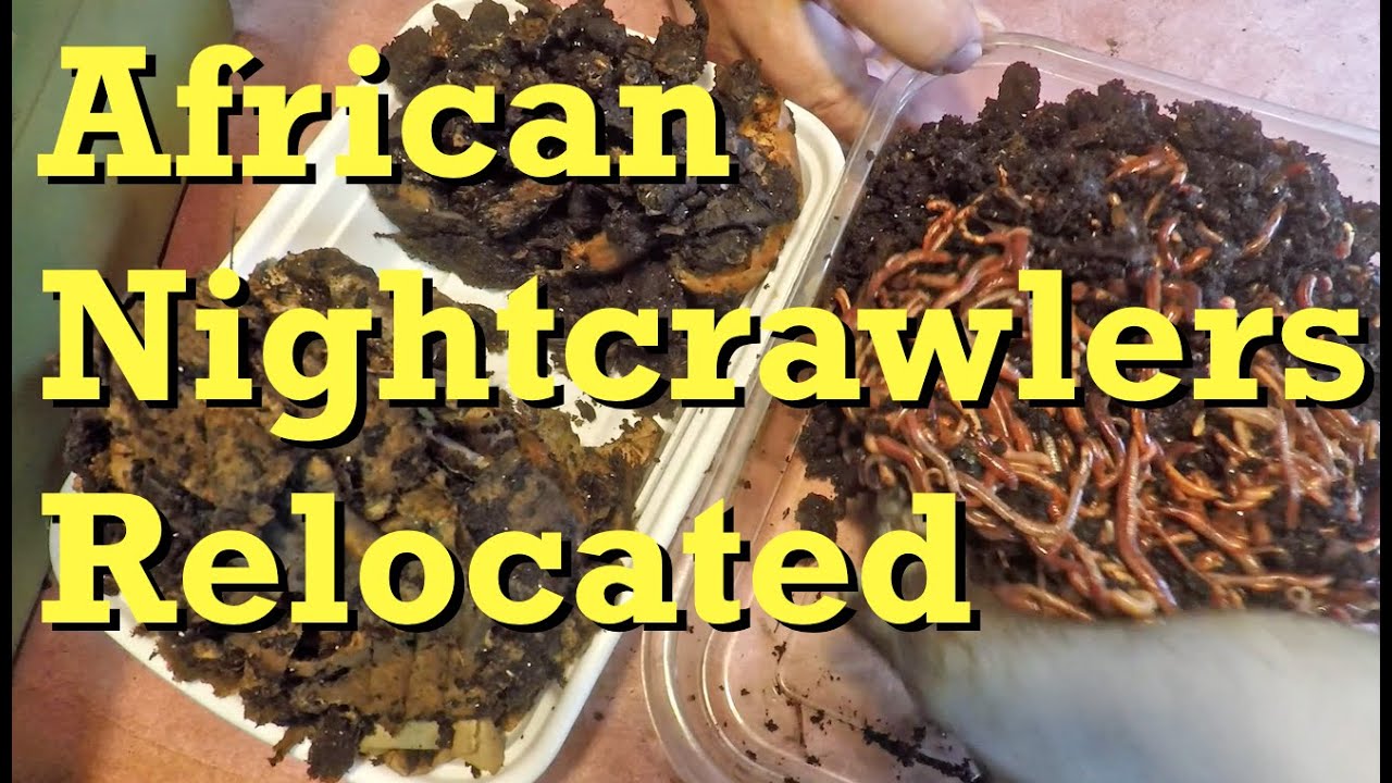 African nightcrawlers moved from 118-day worm bin into new home ...