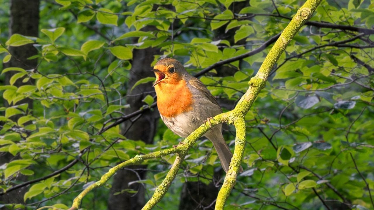 Natural Bird Sounds - Relaksujące odgłosy śpiewu ptaków, redukujące ...