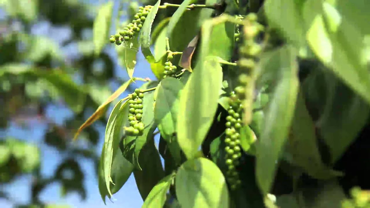Black Pepper DaleysFruit.com.au - YouTube