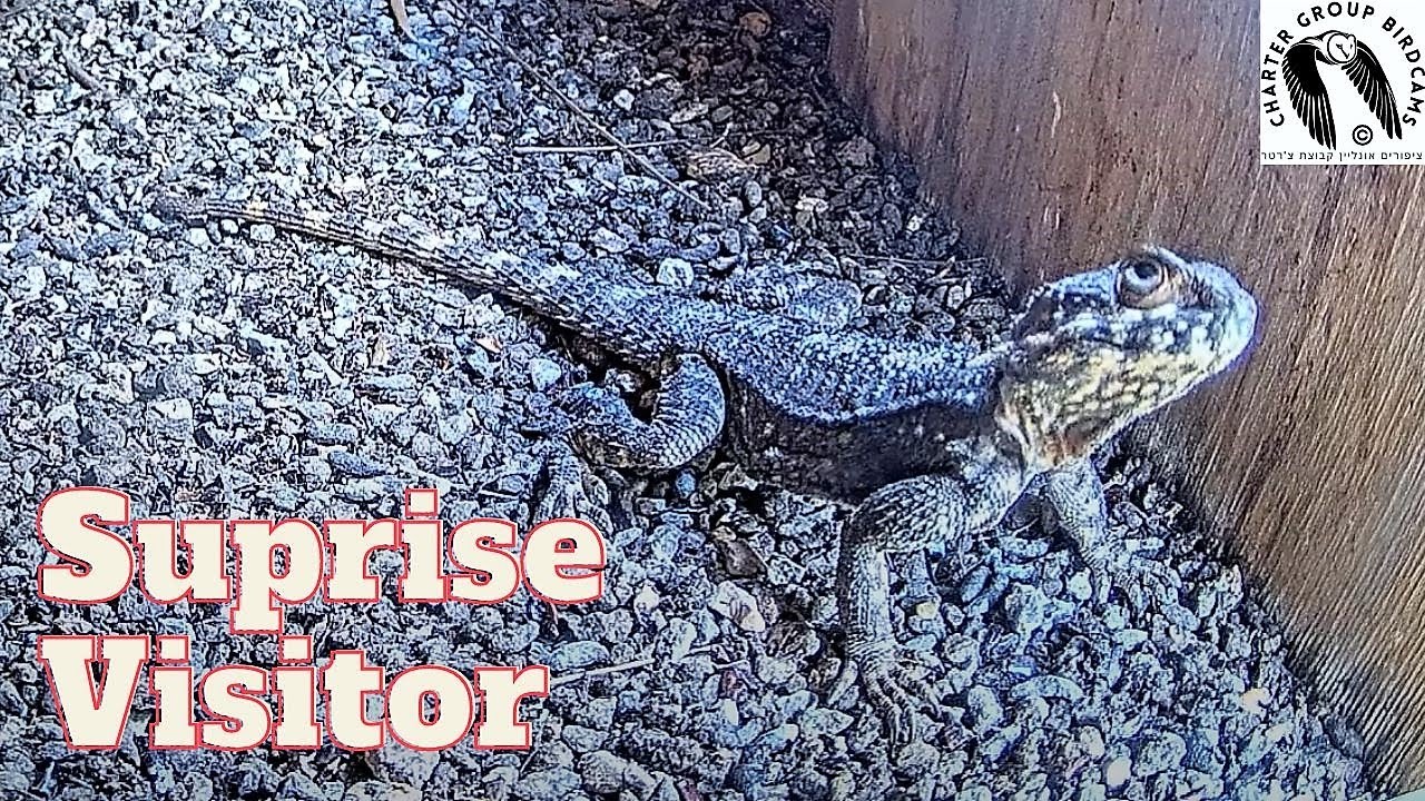 Tiny Dinosaur Adventures: Agama Lizard Visits Falcon's Nest - YouTube