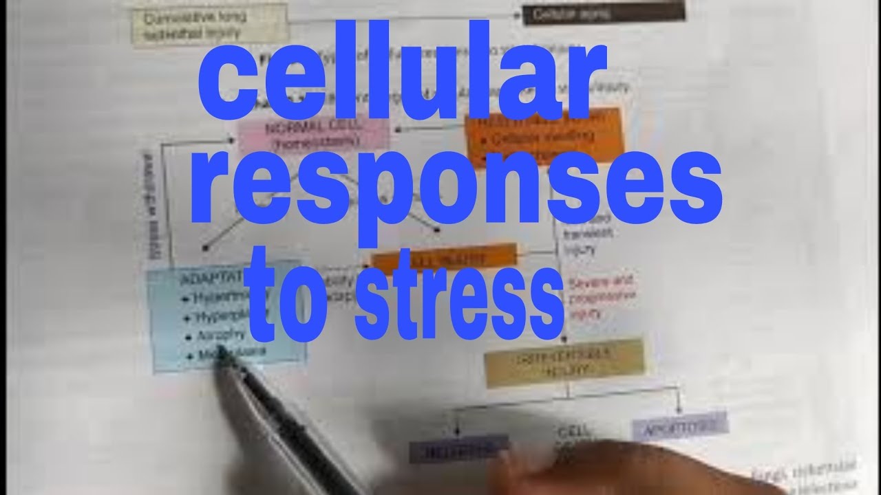 cellular responses to stress pathology - YouTube