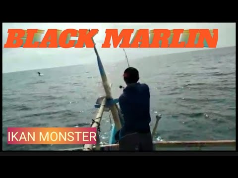 Ikan Black Marlin ||ikan monster ||ambyar fishing manokwari