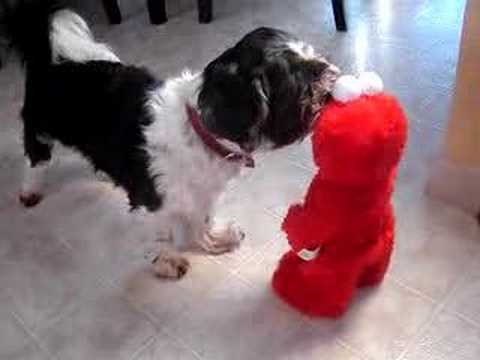 Funny Dog - Poochie vs. TMX Elmo - YouTube