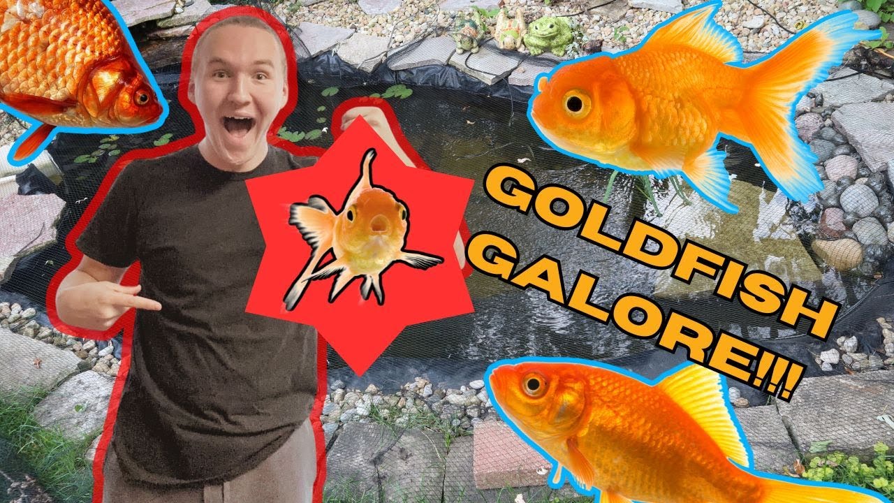 Goldfish Extravaganza! - Adding 100 new fish to My Pond. - YouTube