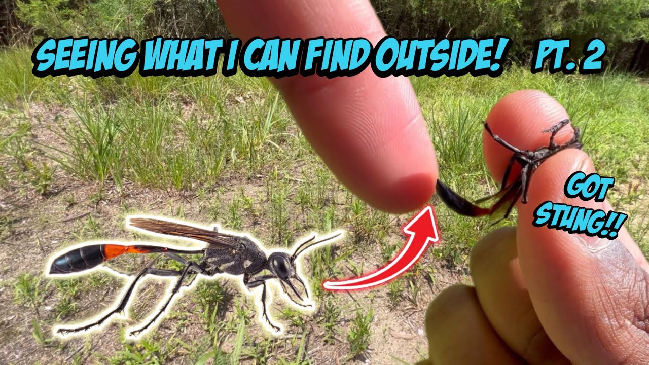 Seeing What I Can Find Outside! Got Stung!! Part 2 - YouTube