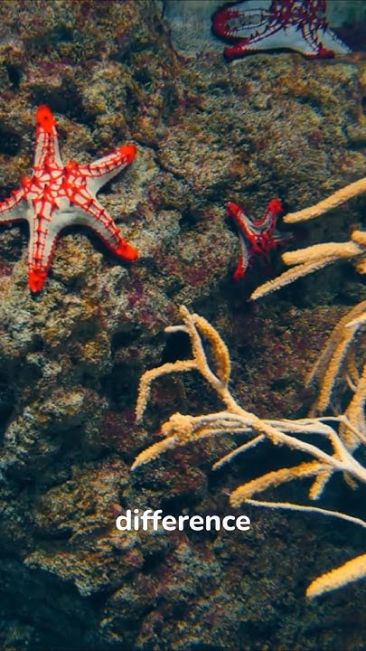 Every Act of Kindness Matters – The Starfish Story - YouTube