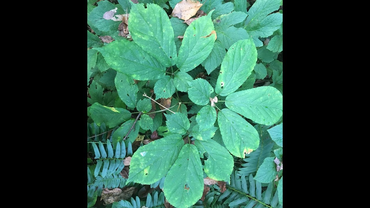 Ginseng Hunting in the fall of 2017 - YouTube