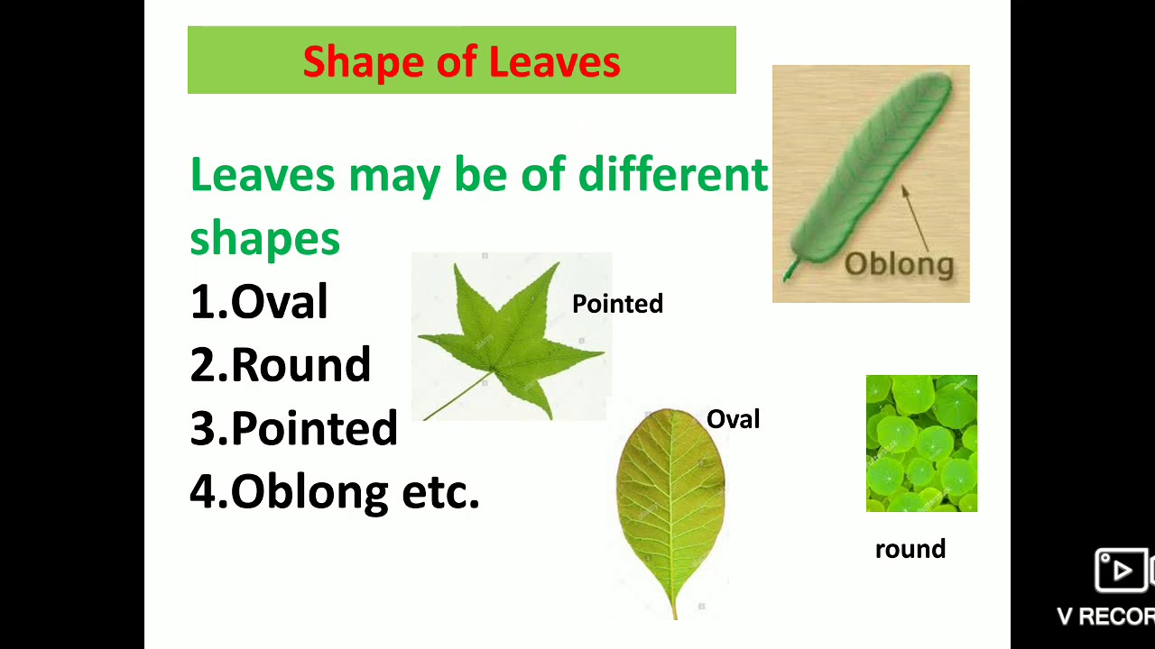 Leaves For Class 3 YouTube leaves-for-class-3-youtube