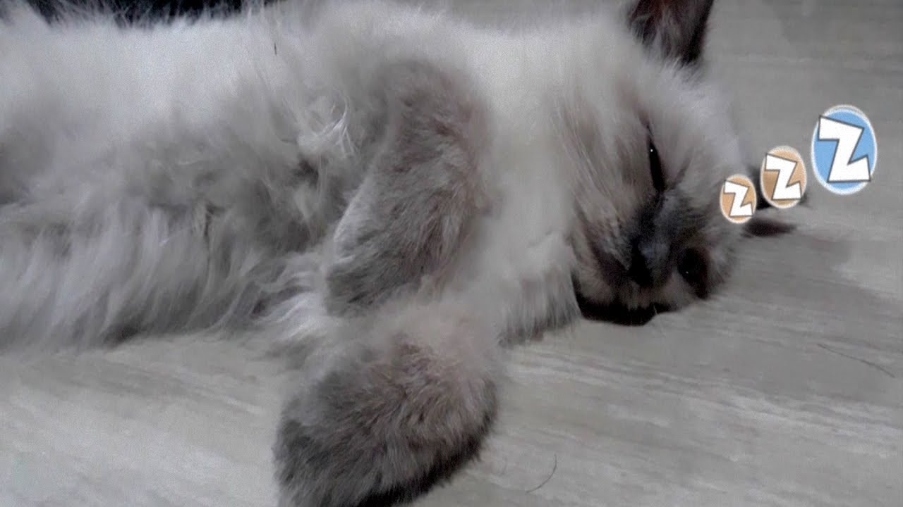 Kucing Ngantuk Lucu Banget, Mau Tidur Tapi Ga Bisa ke Ganggu Mulu - YouTube