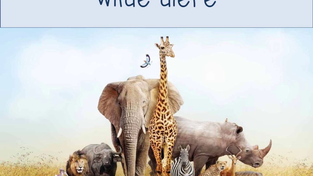 Graad R Wilde Diere Youtube