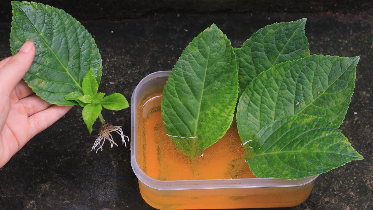 With this method, your home Hydrangea leaves will sprout and root ...