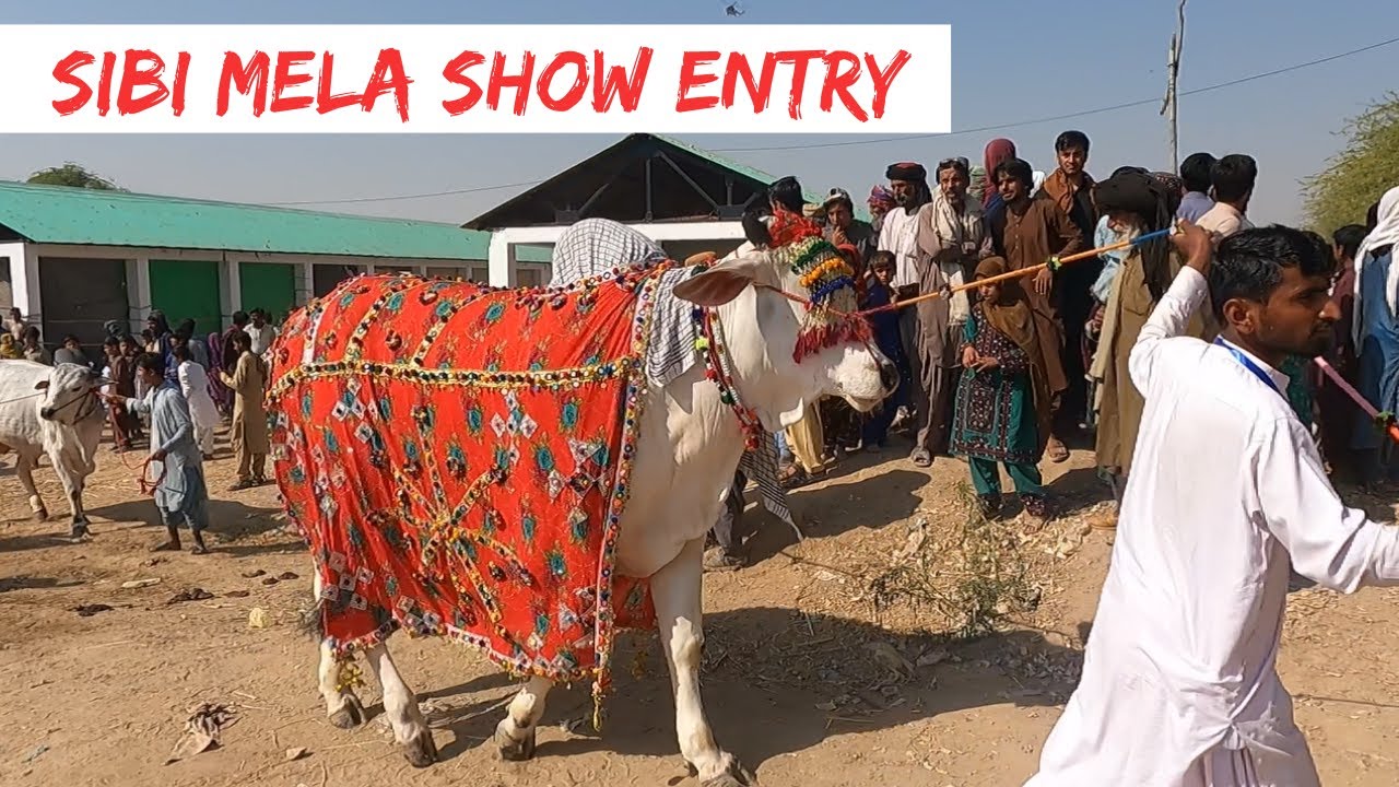 Sibi Mela Entry Animals Walk to ceremony - YouTube