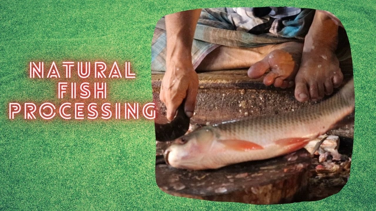 Surprising fish process Ι Ι Natural Fish Processing Ι Ι Fish Cutting ...