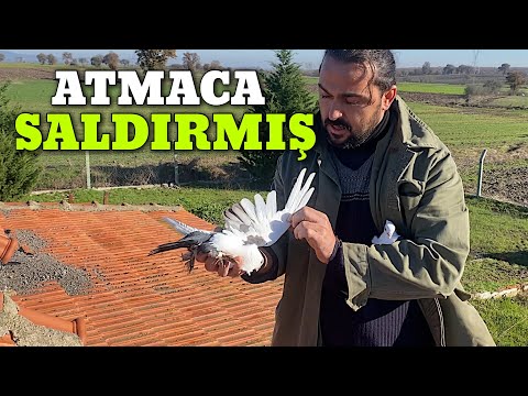 Yeni Güvercinler Geldi Kaçan Kuşları YAKALADIK!