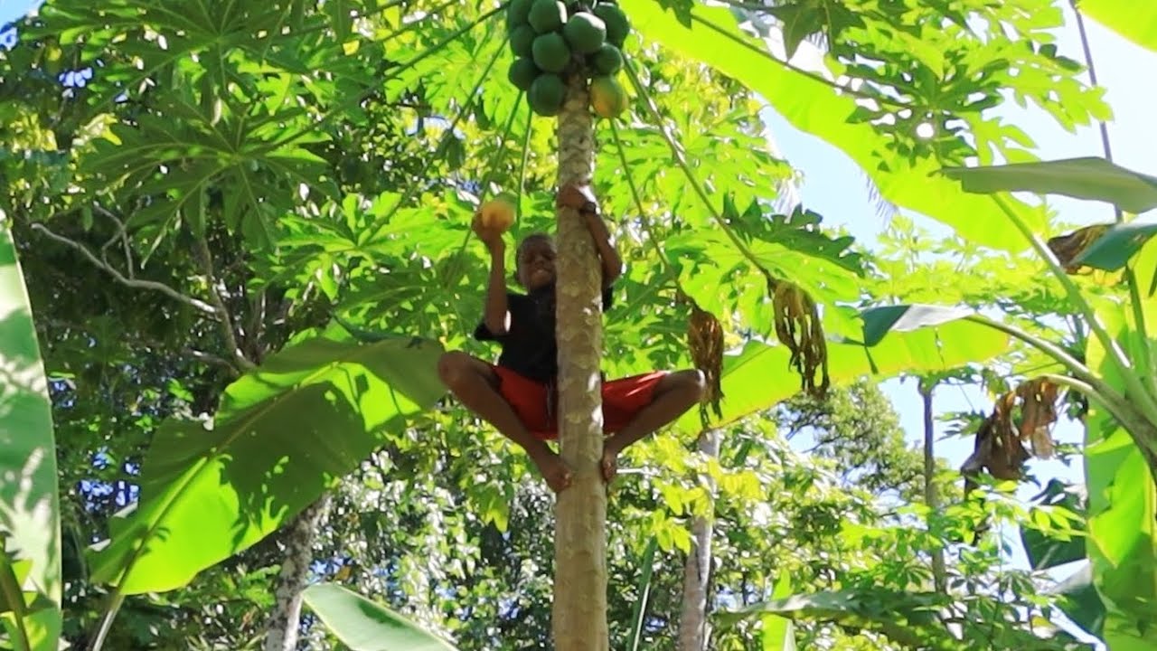 This 10 Years Old Fijian Boy Can Climb Papaya Tree | World Traveling ...